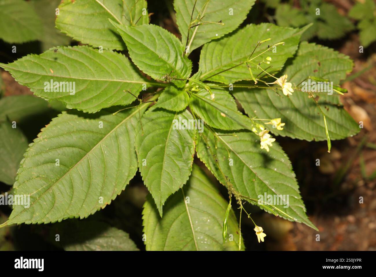 small balsam (Impatiens parviflora Stock Photo - Alamy