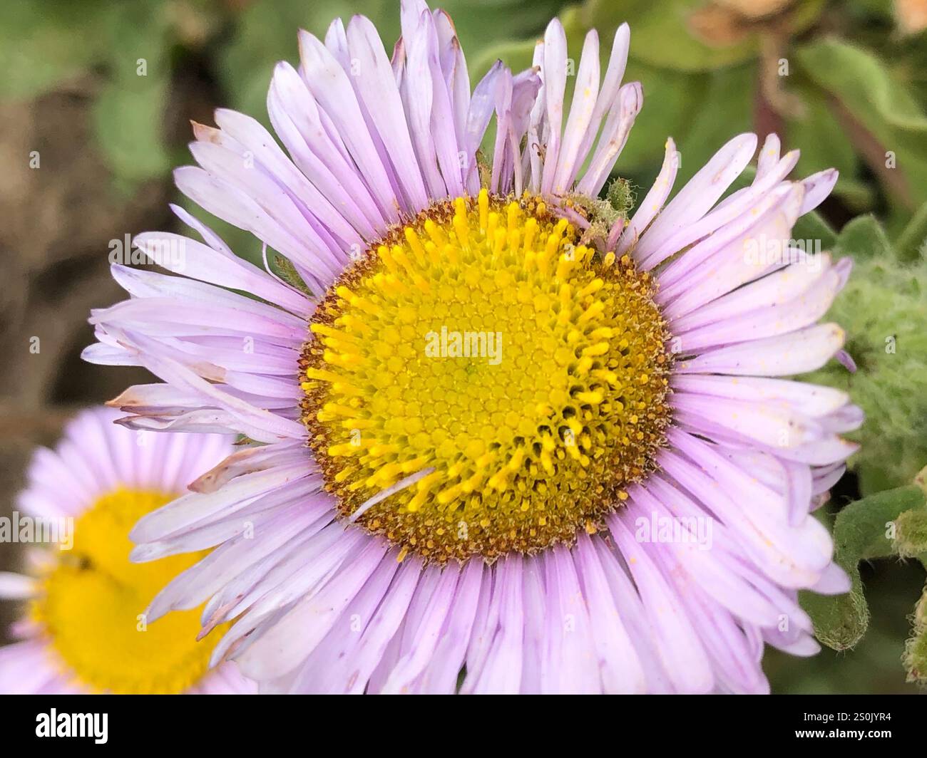 seaside daisy (Erigeron glaucus Stock Photo - Alamy