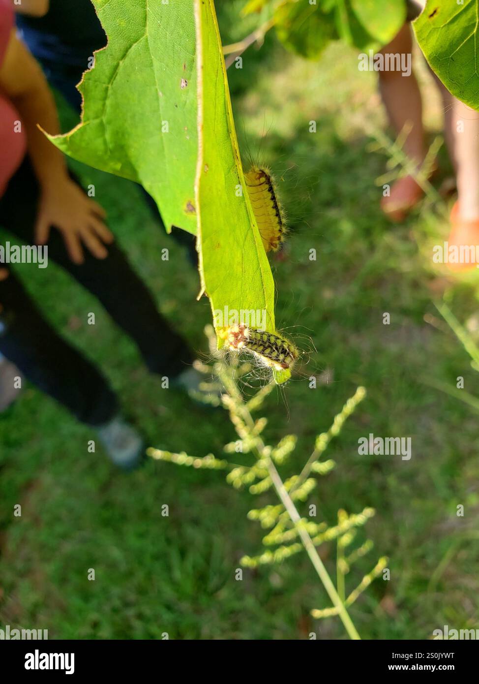 White Flannel Moth (Norape cretata Stock Photo - Alamy