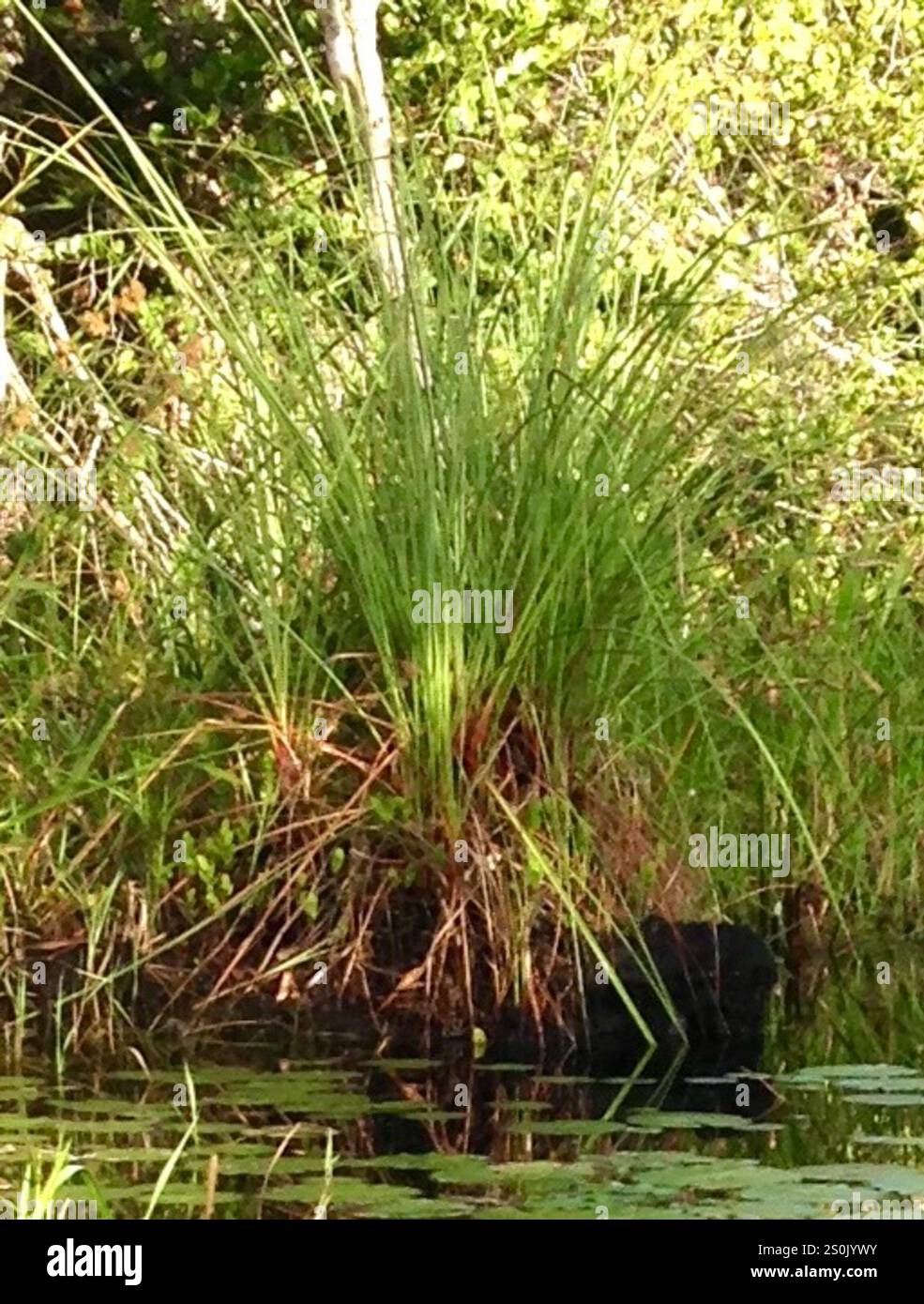 grasses, sedges, cattails, and allies (Poales Stock Photo - Alamy