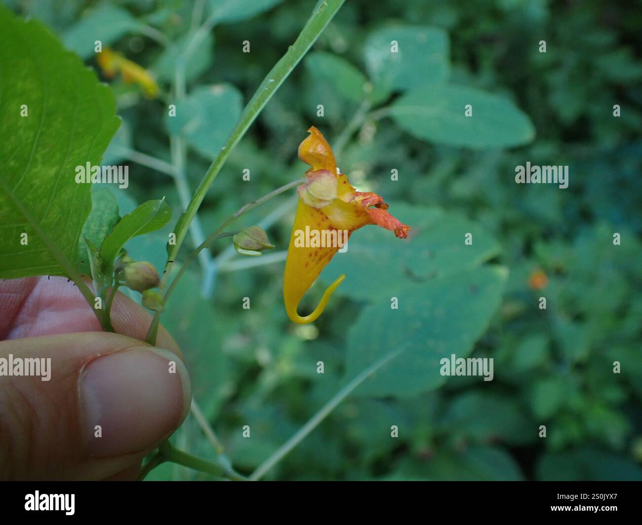 common jewelweed (Impatiens capensis Stock Photo - Alamy