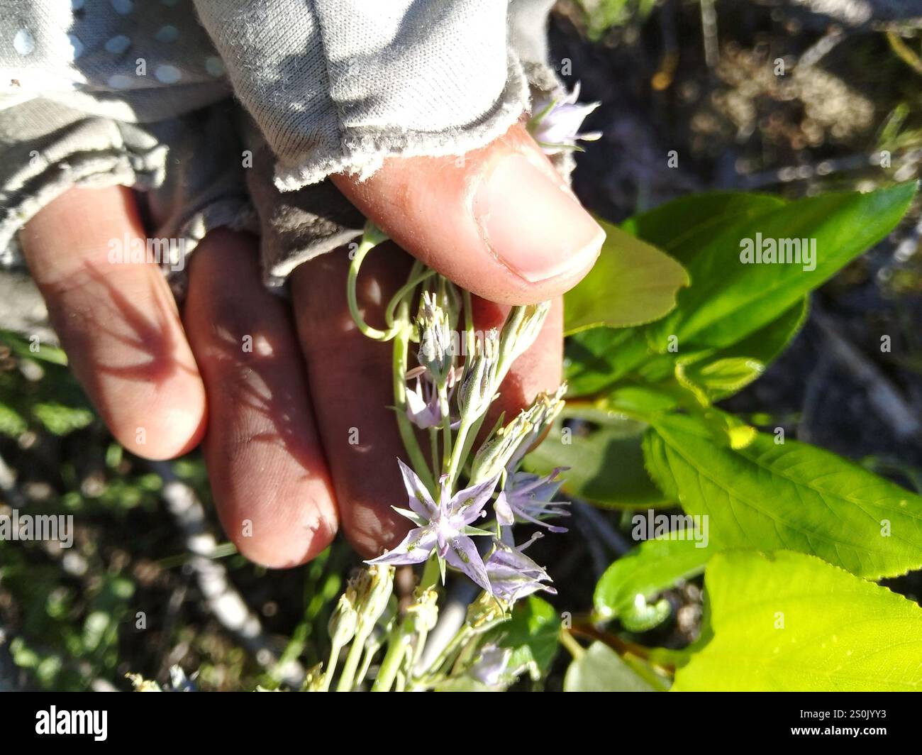 whitestem frasera (Frasera albicaulis Stock Photo - Alamy