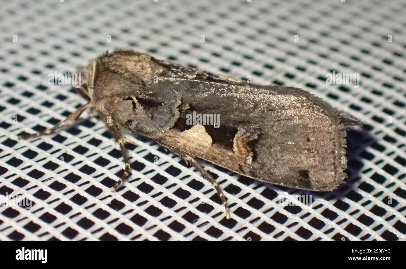 Setaceous Hebrew Character (Xestia c-nigrum Stock Photo - Alamy