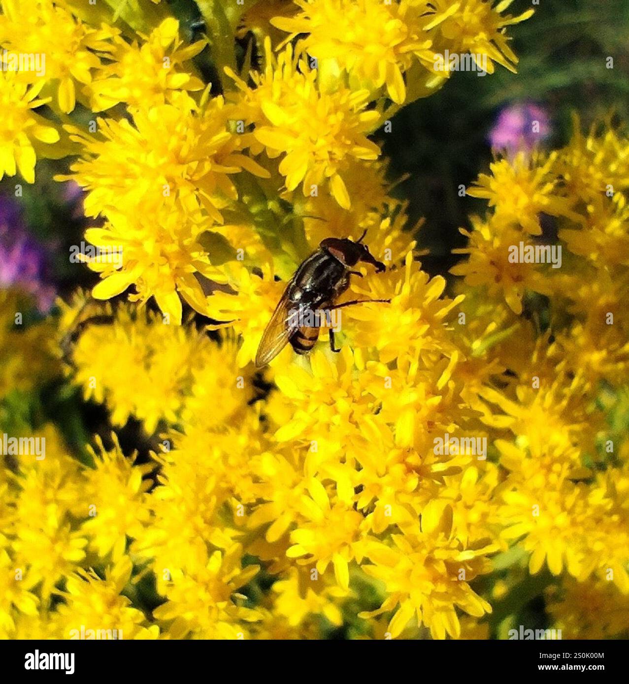 Stomorhina lunata hi-res stock photography and images - Alamy
