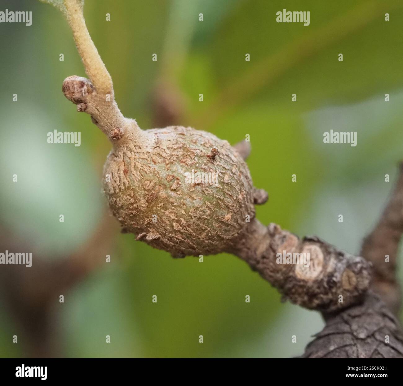 Southern Live Oak Stem Gall Wasp (Callirhytis quercusbatatoides Stock ...