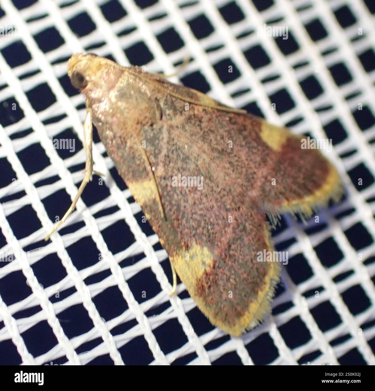 Clover Hayworm Moth (Hypsopygia costalis Stock Photo - Alamy