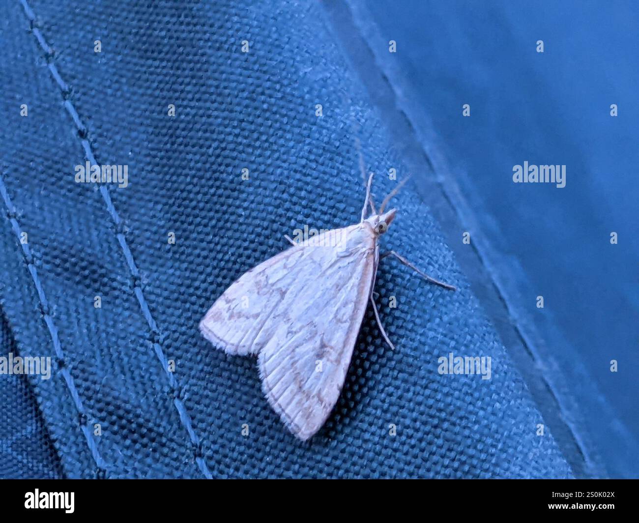 Pale Straw Pearl (Udea lutealis Stock Photo - Alamy