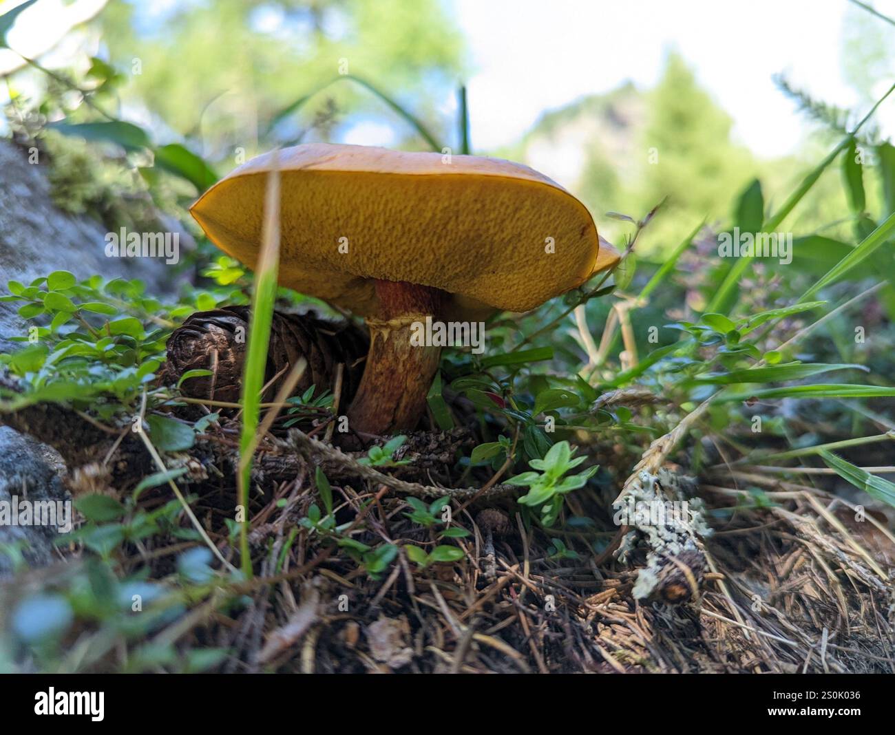 Larch Bolete (Suillus grevillei Stock Photo - Alamy
