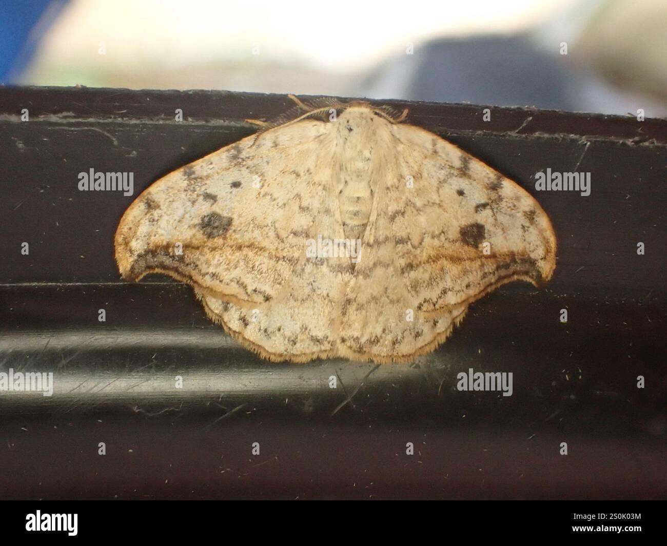 Pebble Hook-tip (Drepana falcataria Stock Photo - Alamy