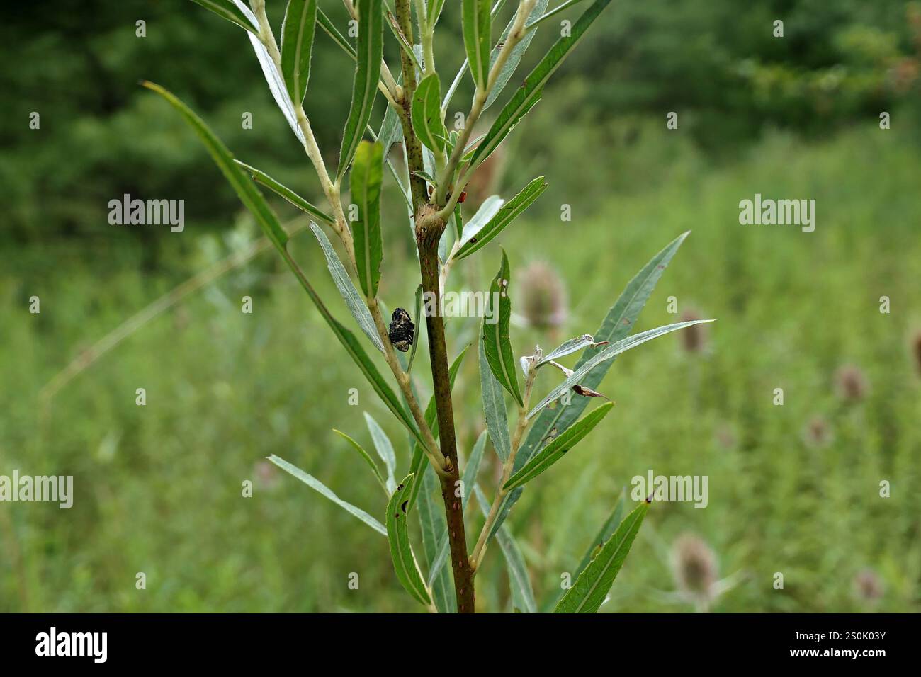 Poplar-and-Willow Borer (Cryptorhynchus lapathi Stock Photo - Alamy