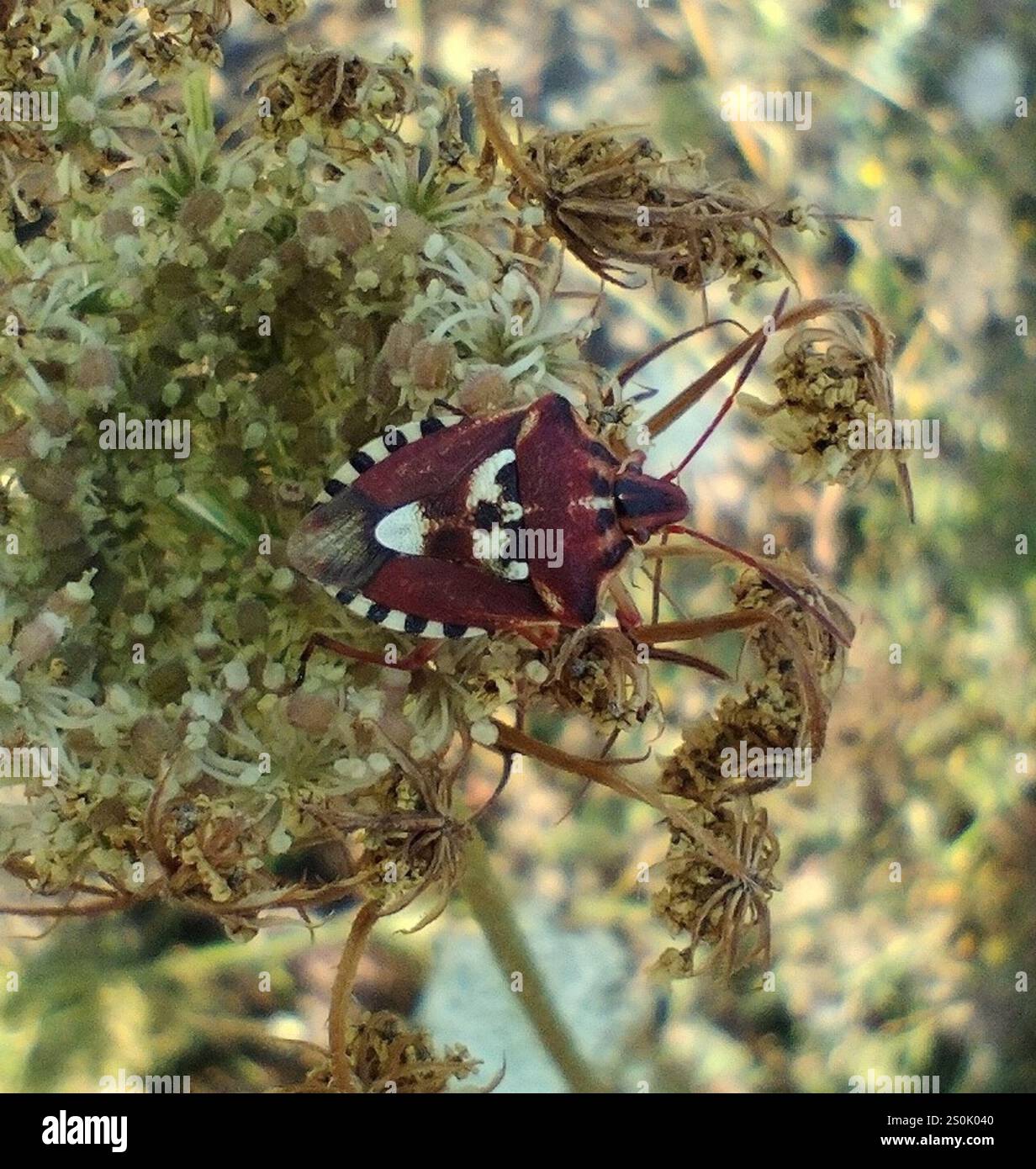 Variegated Fruit Bug (Codophila varia Stock Photo - Alamy