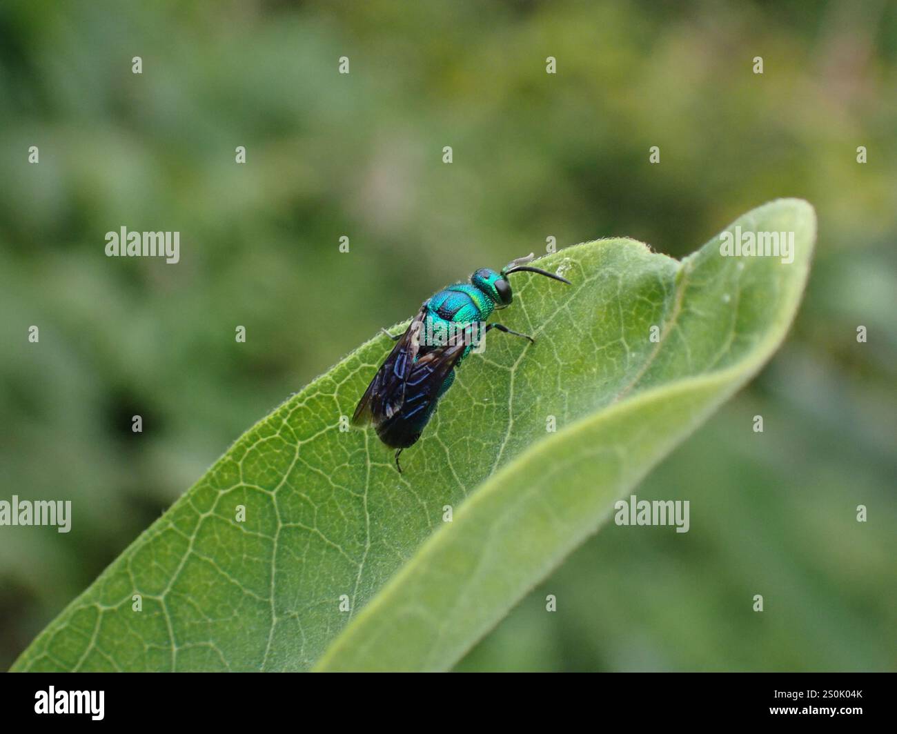 Metallic Bluish-green Cuckoo Wasp (Chrysis angolensis Stock Photo - Alamy