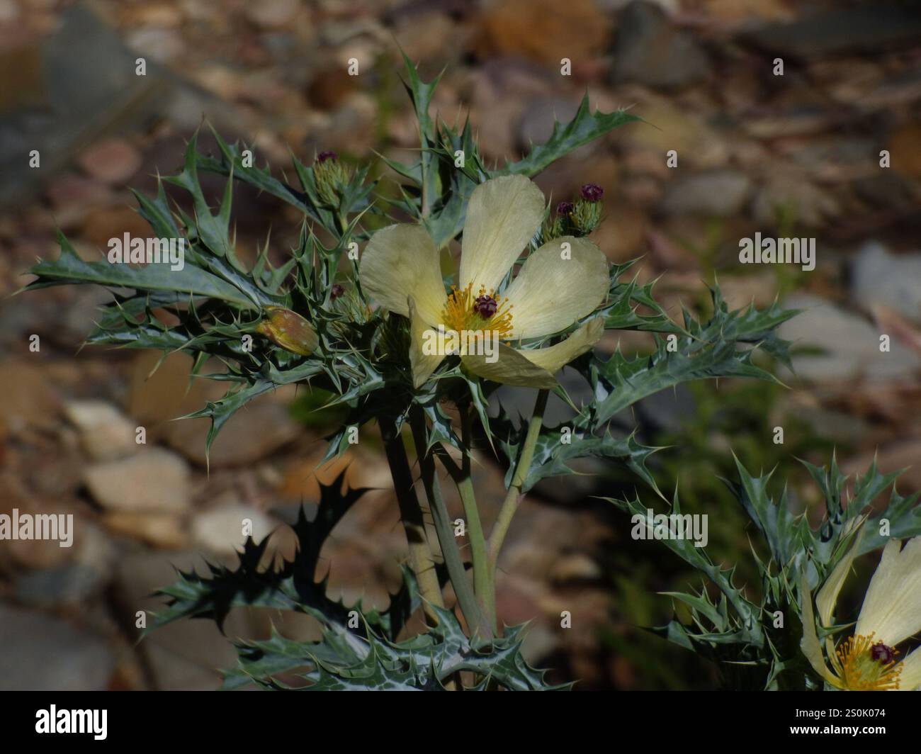 Mexican Poppy (Argemone ochroleuca Stock Photo - Alamy