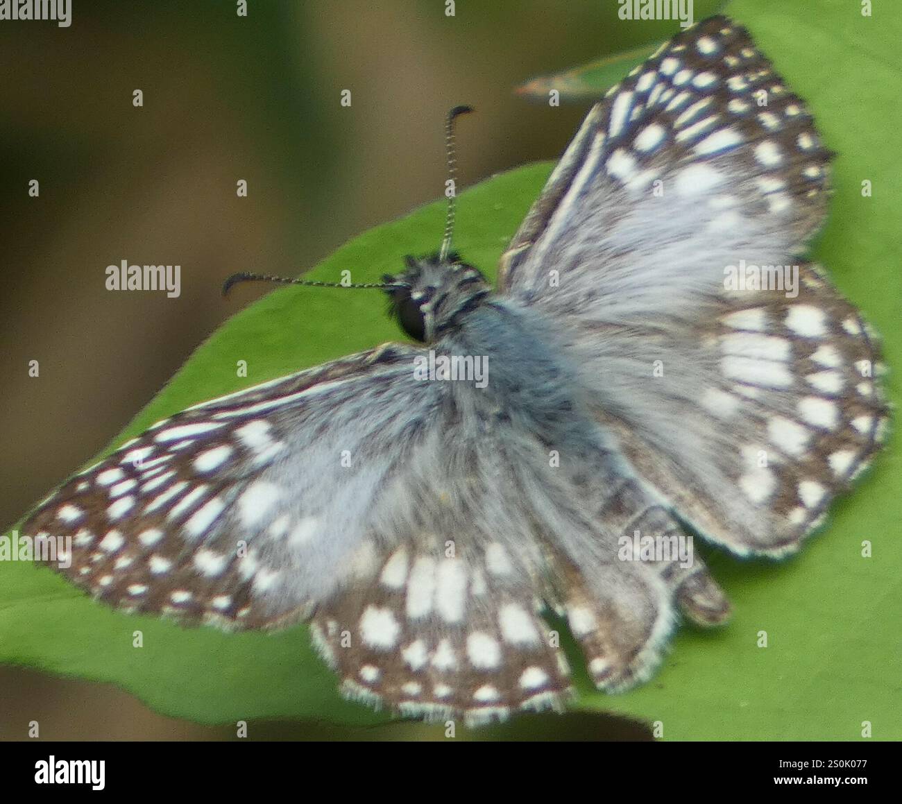 Tropical Checkered-Skipper (Burnsius oileus Stock Photo - Alamy