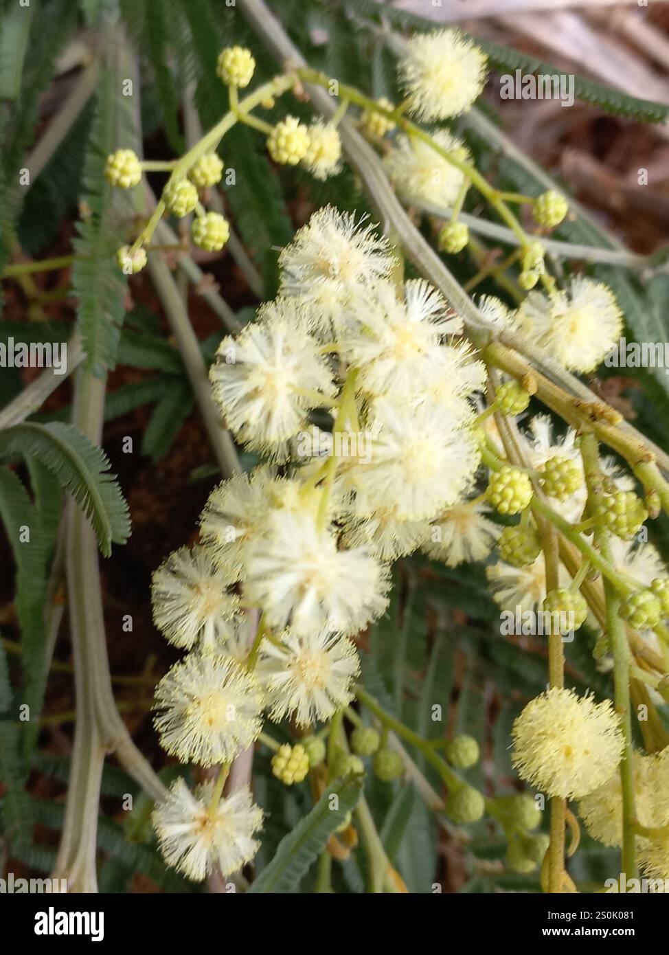 black wattle (Acacia mearnsii Stock Photo - Alamy