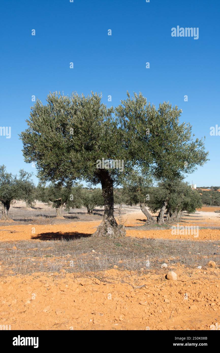 Spanish olive grove landscape Stock Photo - Alamy