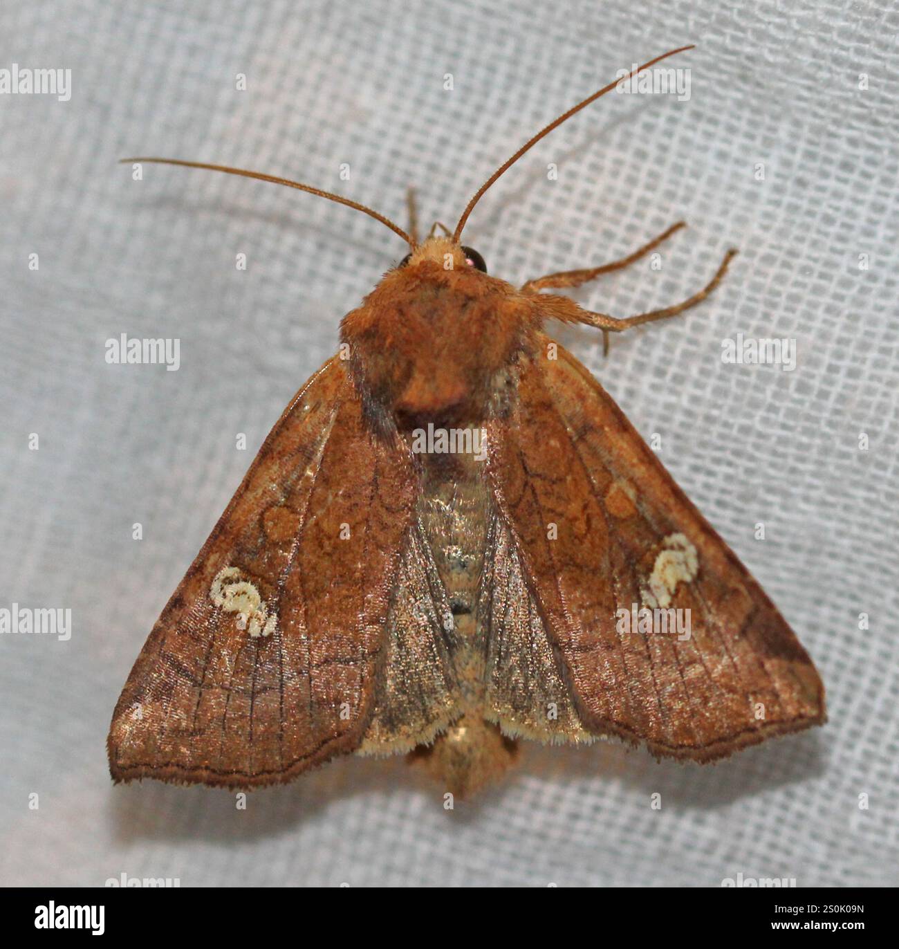 Ear Moths (Amphipoea Stock Photo - Alamy