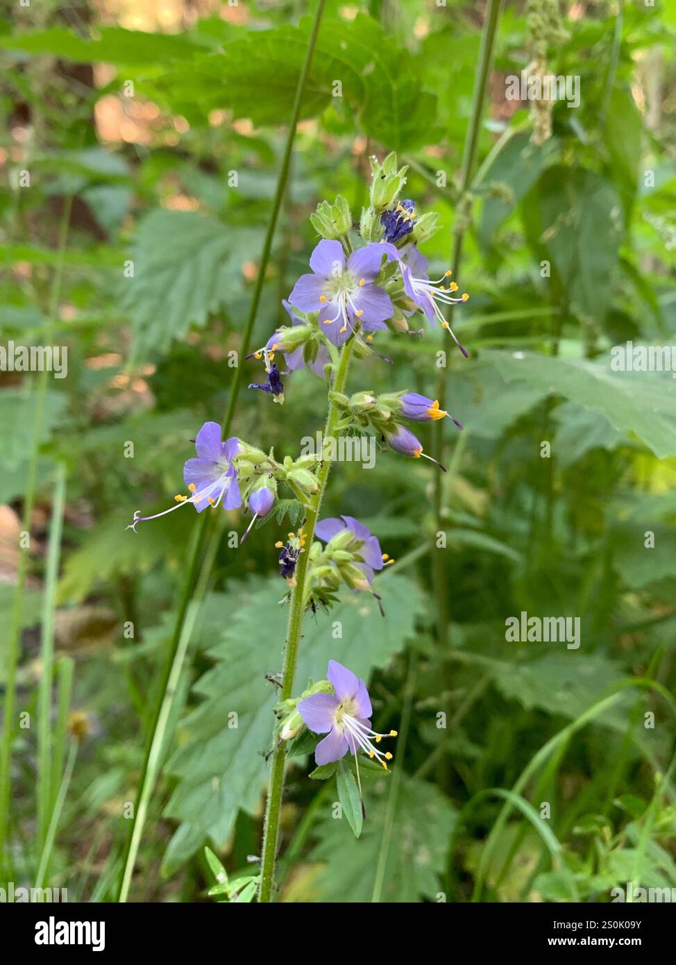 western Jacob's ladder (Polemonium occidentale Stock Photo - Alamy
