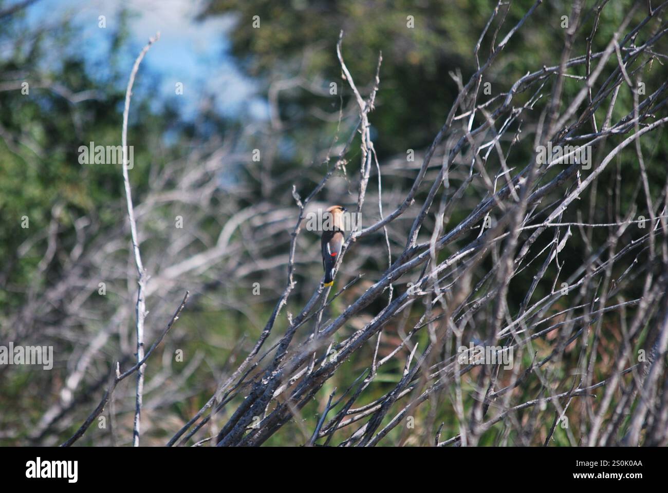 Cedar Waxwing (Bombycilla cedrorum Stock Photo - Alamy