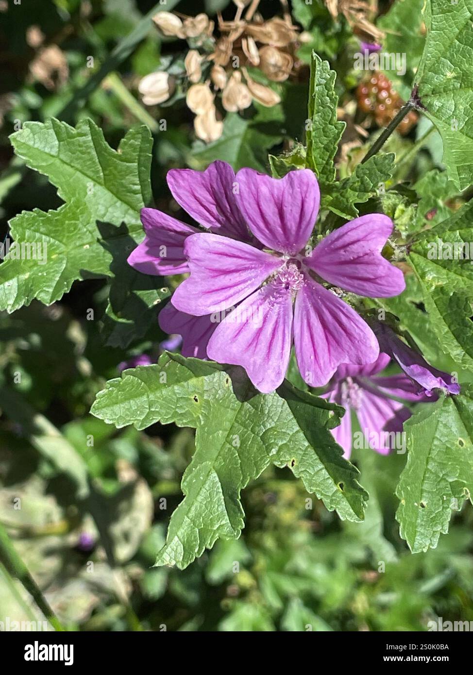 Common Mallow (Malva sylvestris Stock Photo - Alamy
