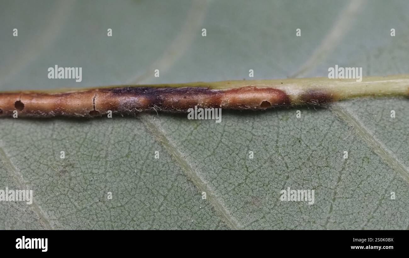 Oak Gall Wasps (Cynipini Stock Photo - Alamy