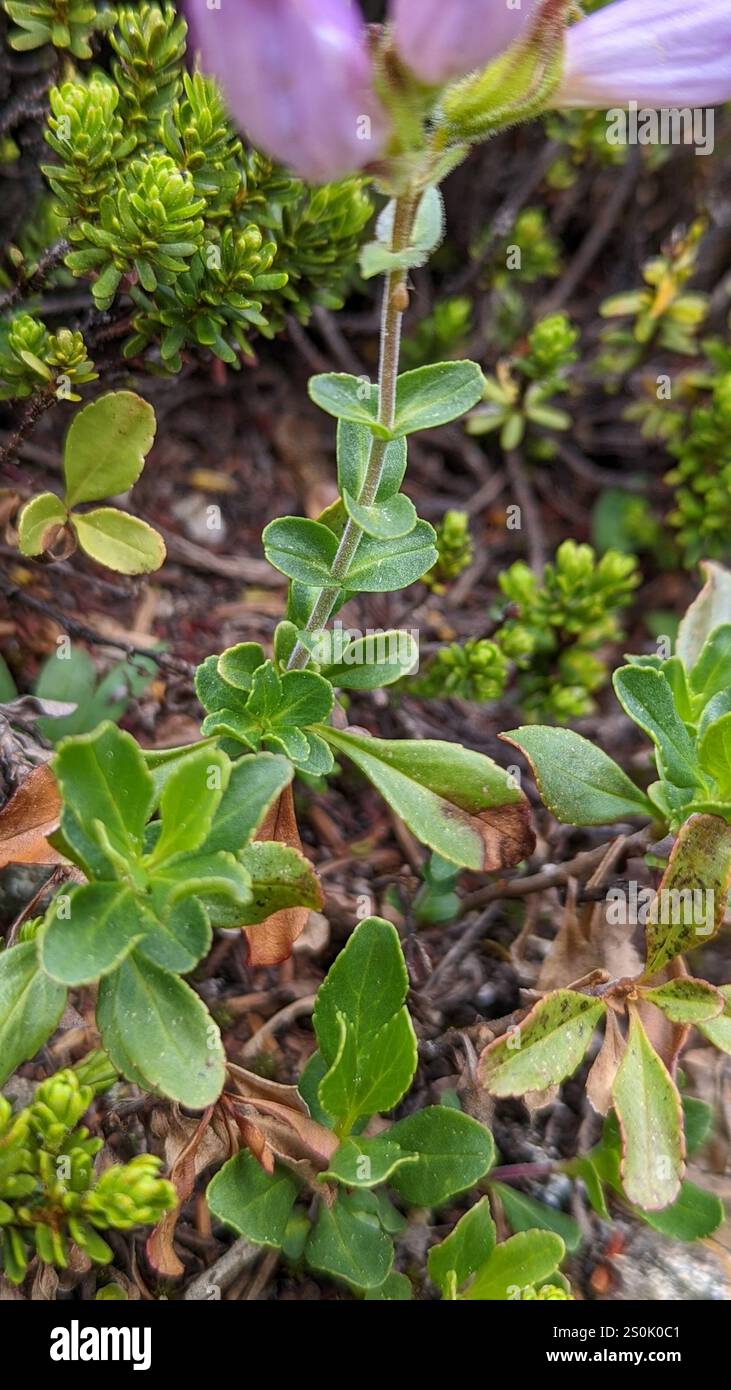 Eggleaf Beardtongue (Penstemon ellipticus Stock Photo - Alamy