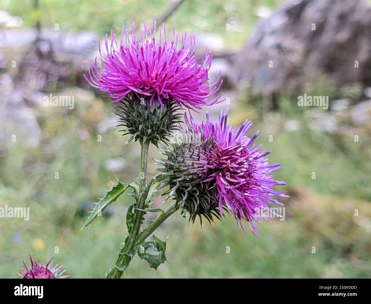 Welted Thistle (Carduus crispus Stock Photo - Alamy