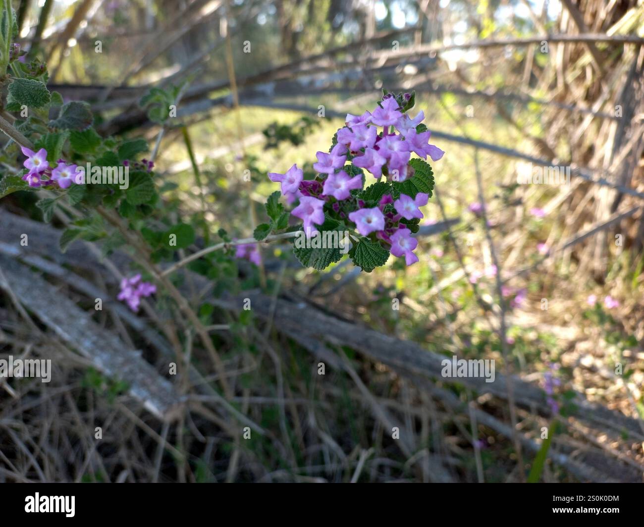 creeping lantana (Lantana montevidensis Stock Photo - Alamy