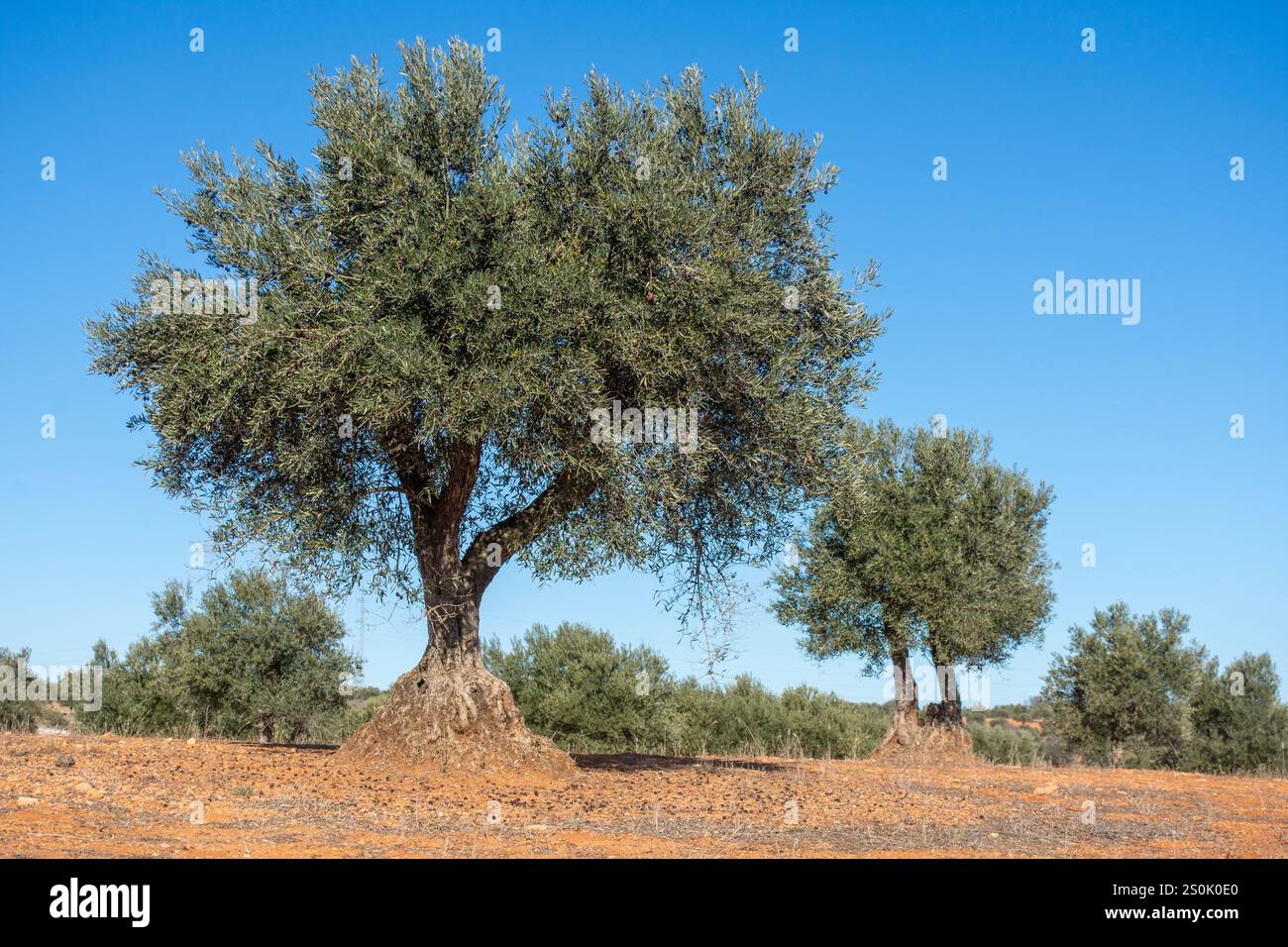 Spanish olive grove landscape Stock Photo - Alamy