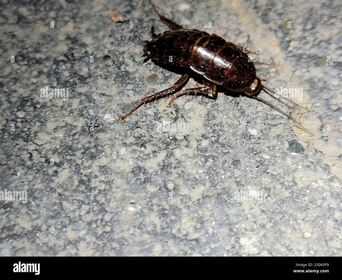 Oriental Cockroach (Blatta orientalis Stock Photo - Alamy