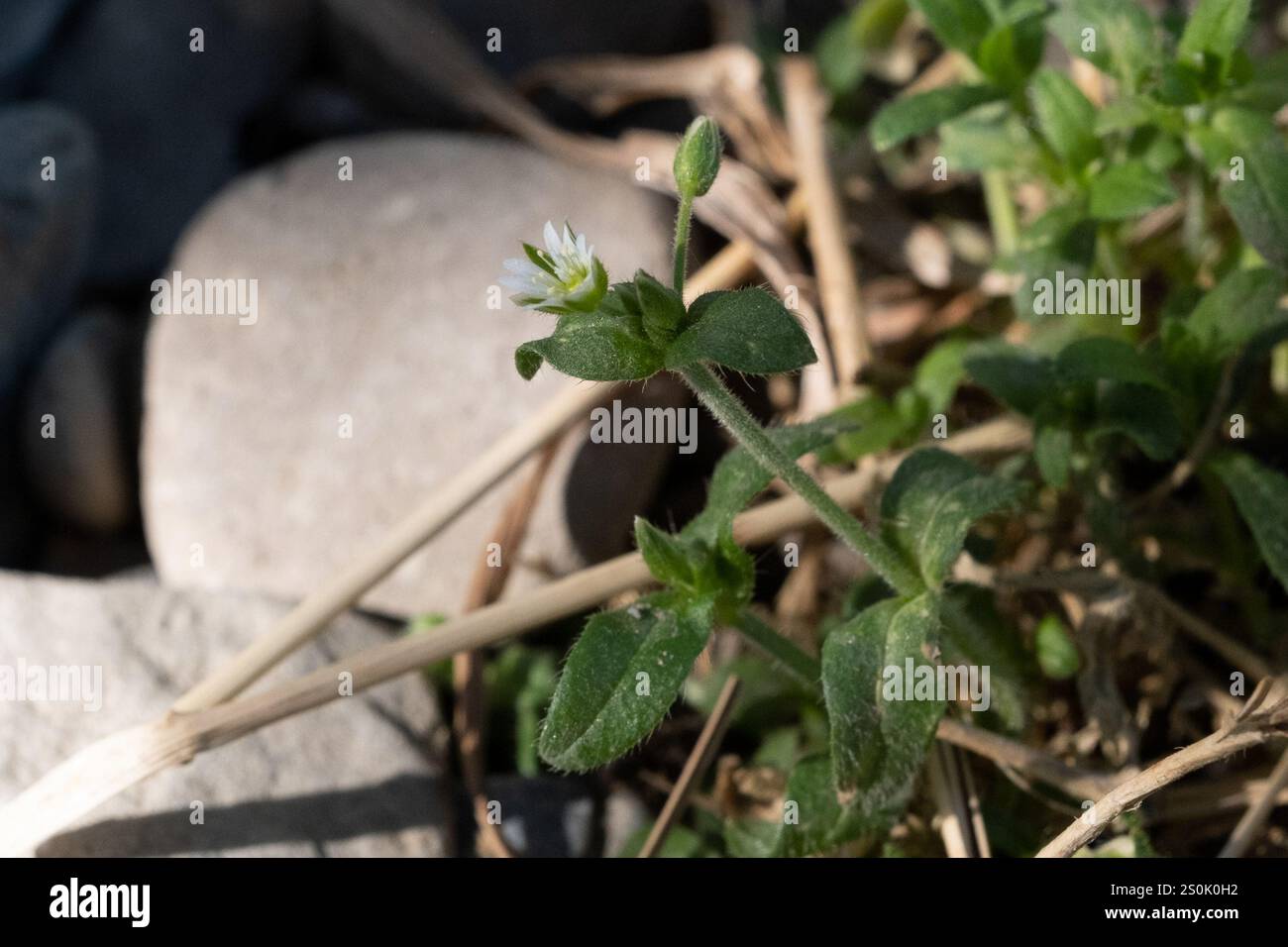 Common mouse-ear chickweed (Cerastium fontanum Stock Photo - Alamy