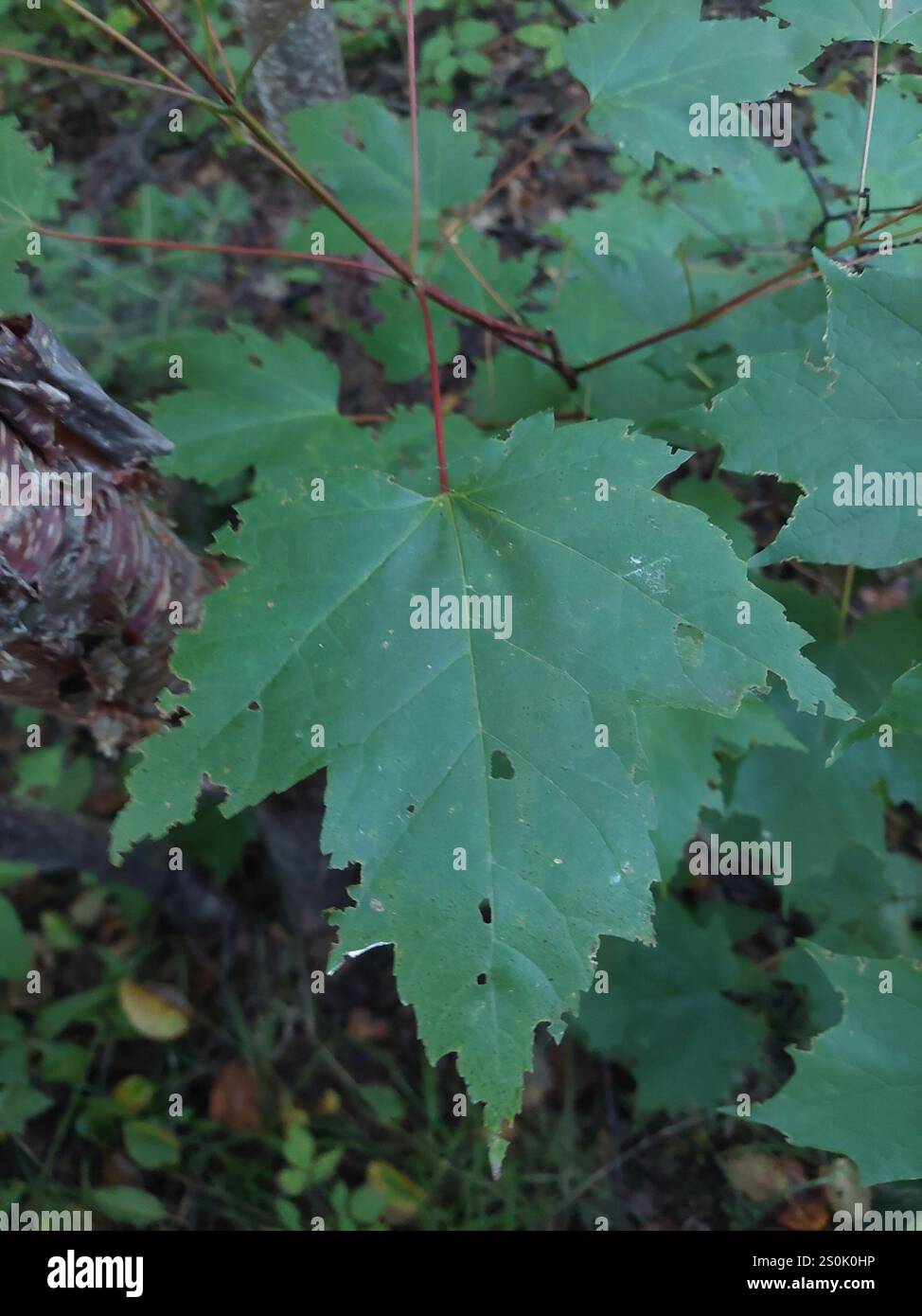 red maple (Acer rubrum Stock Photo - Alamy