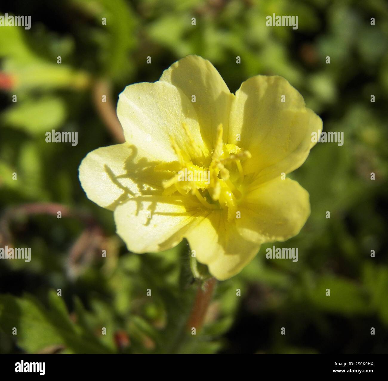 cutleaf evening primrose (Oenothera laciniata Stock Photo - Alamy