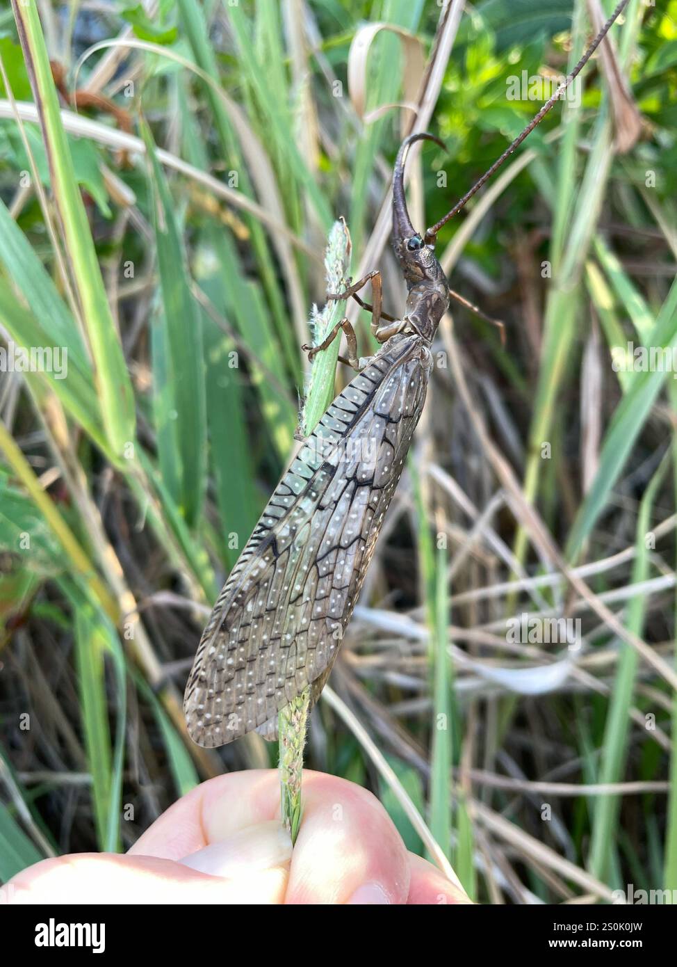 Eastern Dobsonfly (Corydalus cornutus Stock Photo - Alamy
