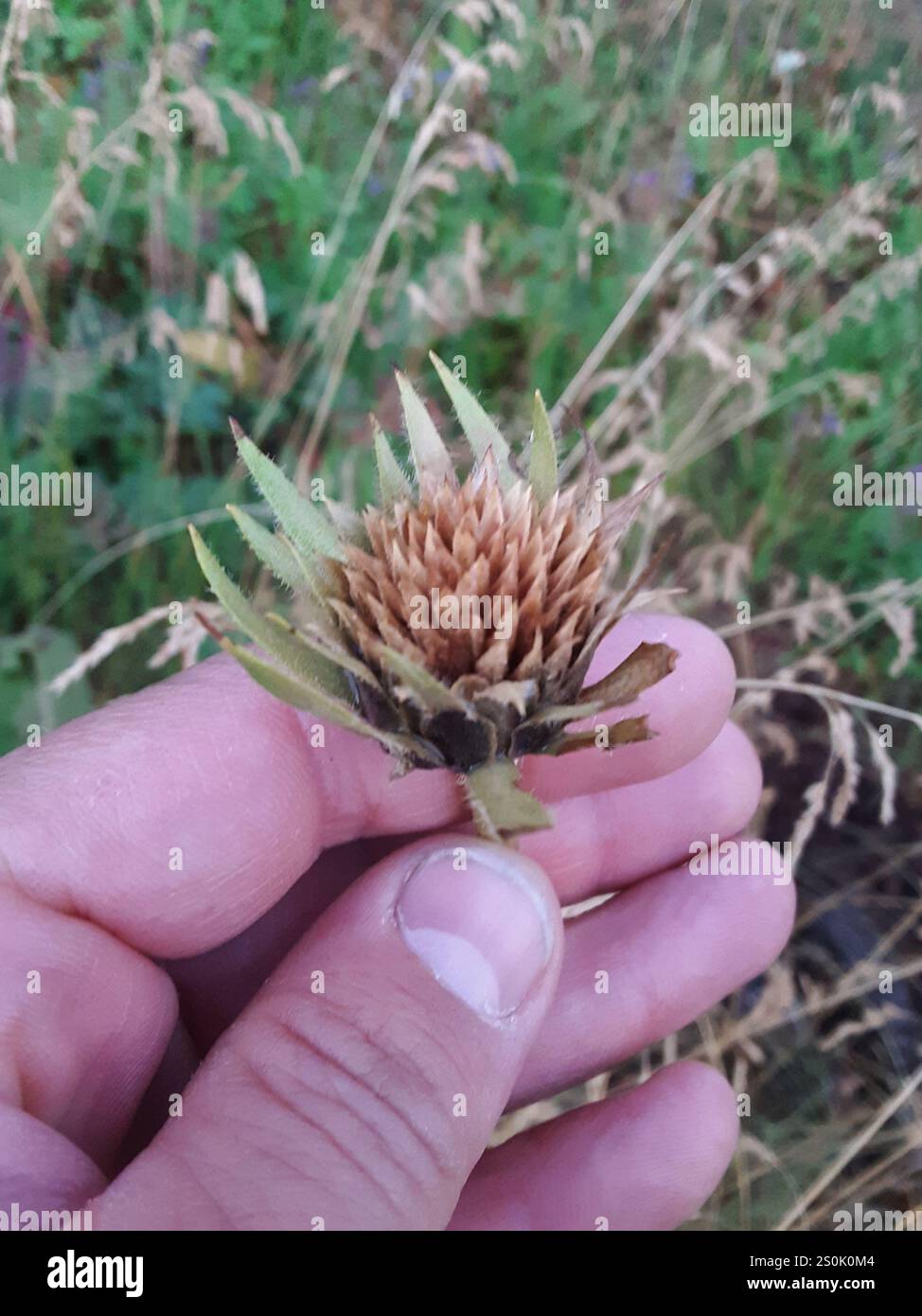 northern mule's ears (Wyethia amplexicaulis Stock Photo - Alamy