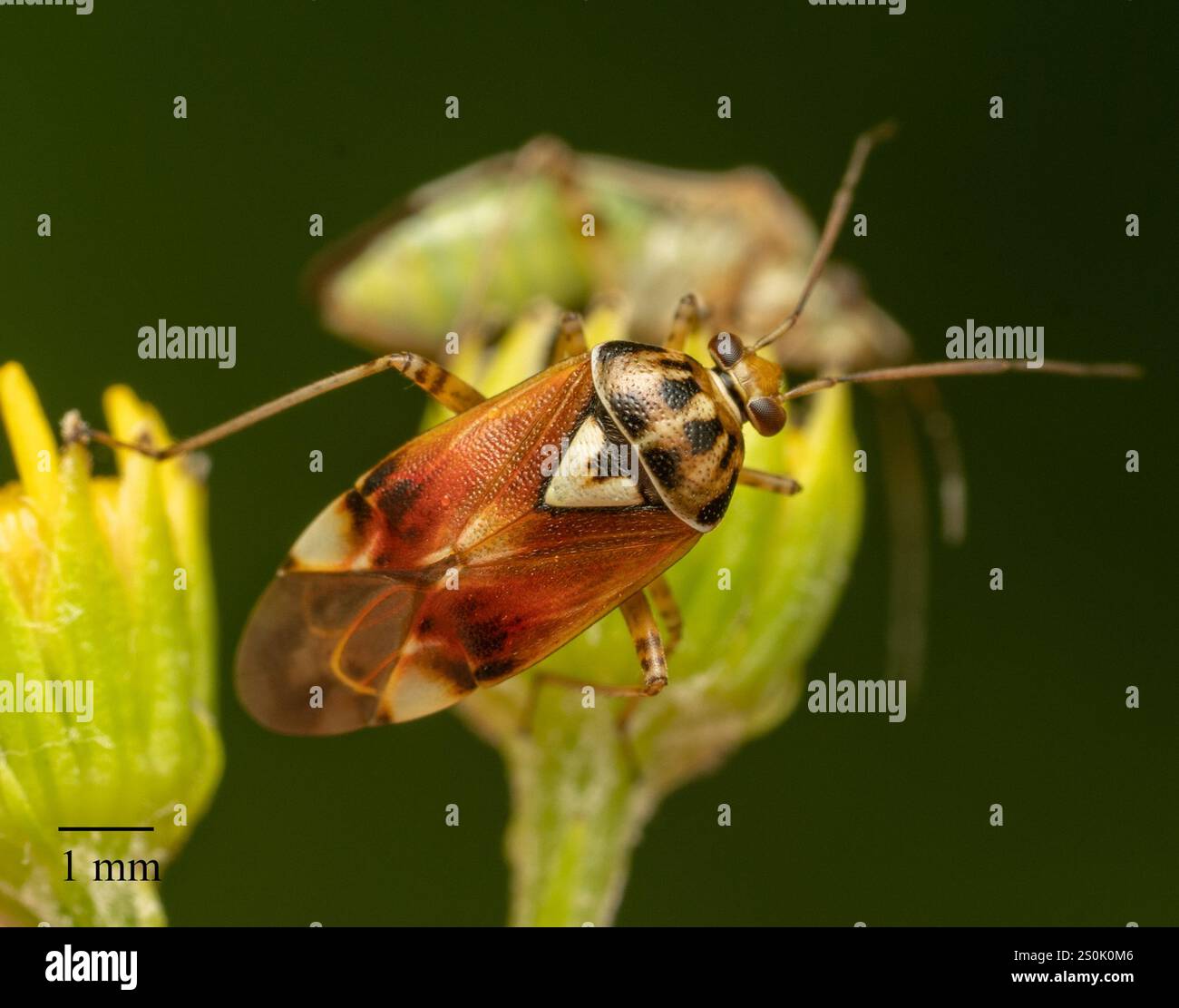Lygus Bugs (Lygus Stock Photo - Alamy