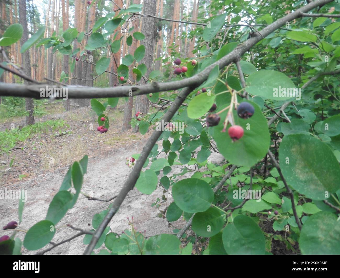 Dwarf Serviceberry (Amelanchier × spicata Stock Photo - Alamy