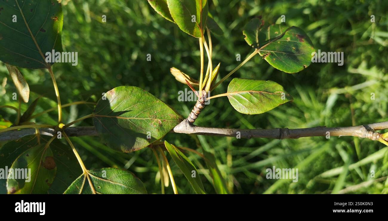 balsam poplar (Populus balsamifera Stock Photo - Alamy