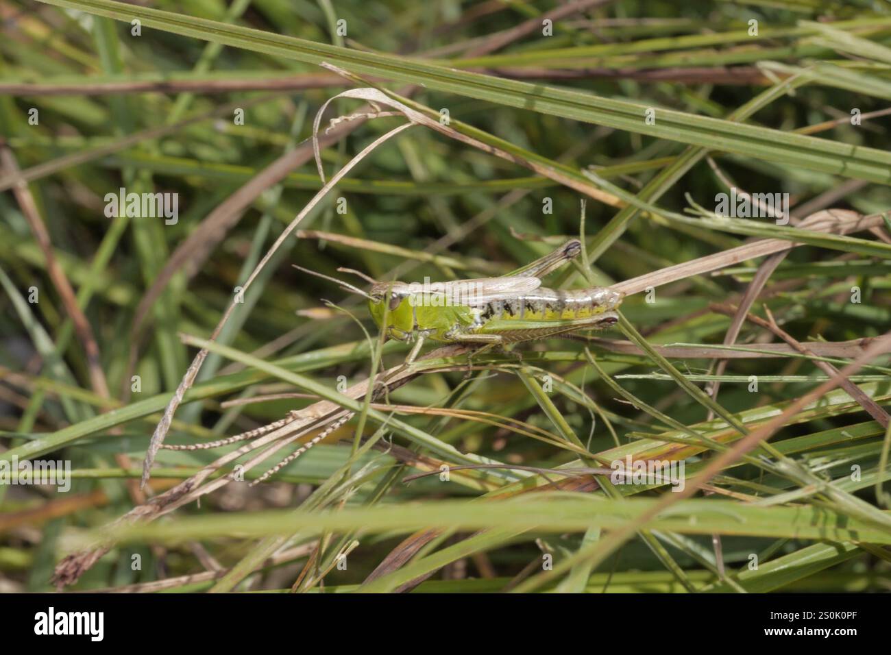 Water-meadow Grasshopper (Pseudochorthippus montanus Stock Photo - Alamy