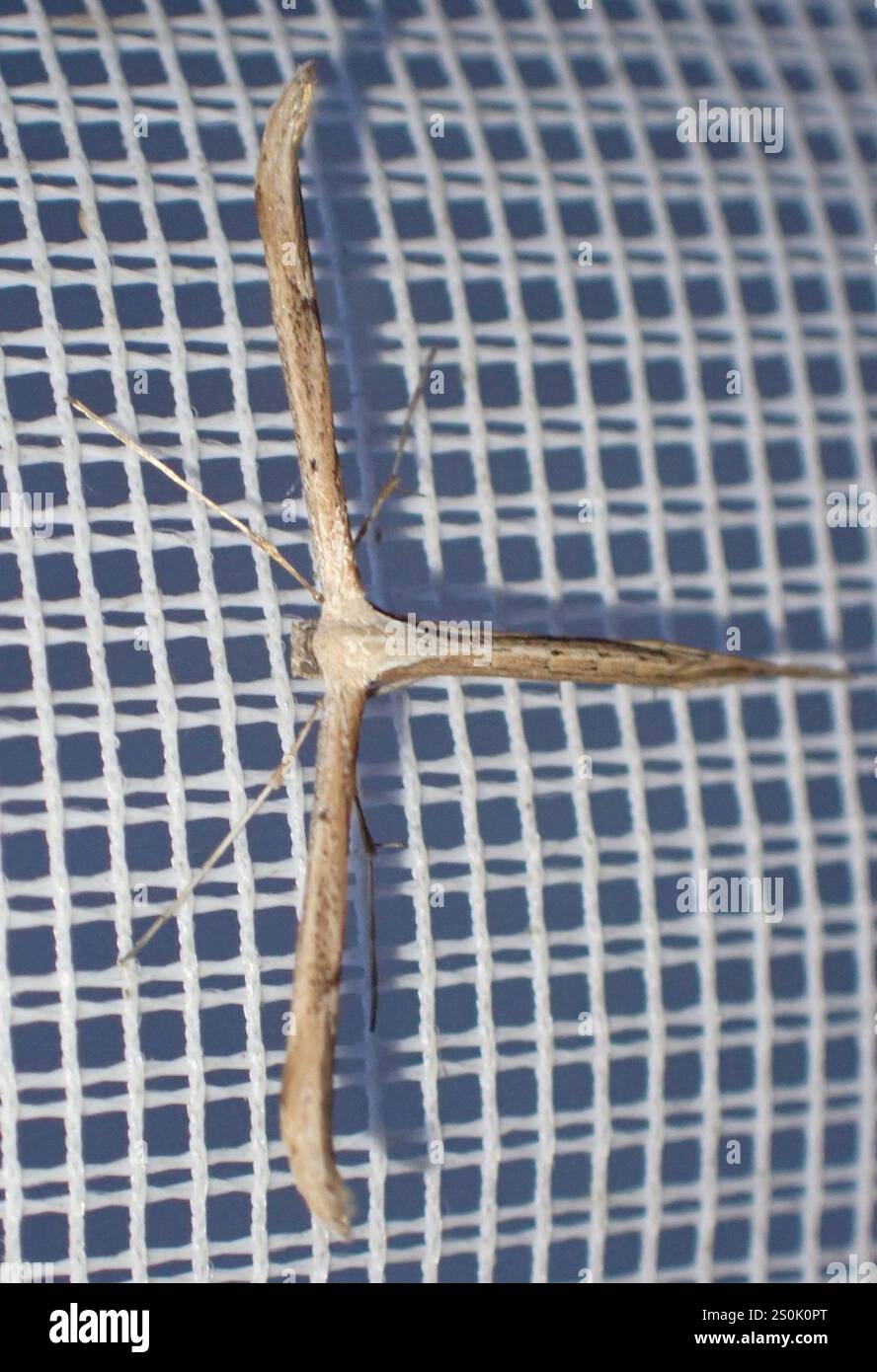 Morning-glory Plume Moth (Emmelina monodactyla Stock Photo - Alamy