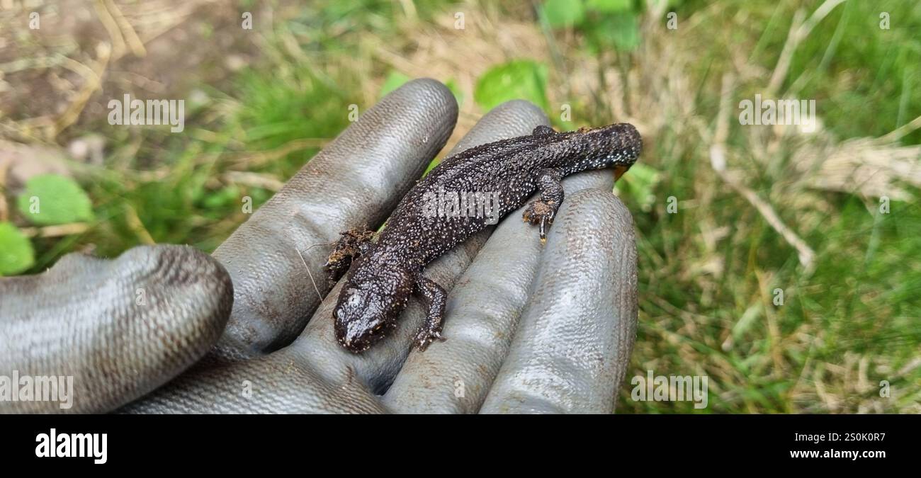 Great Crested Newt (Triturus cristatus Stock Photo - Alamy