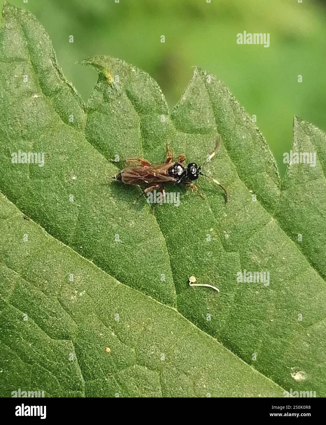 Ichneumonid Wasps (Ichneumonidae Stock Photo - Alamy
