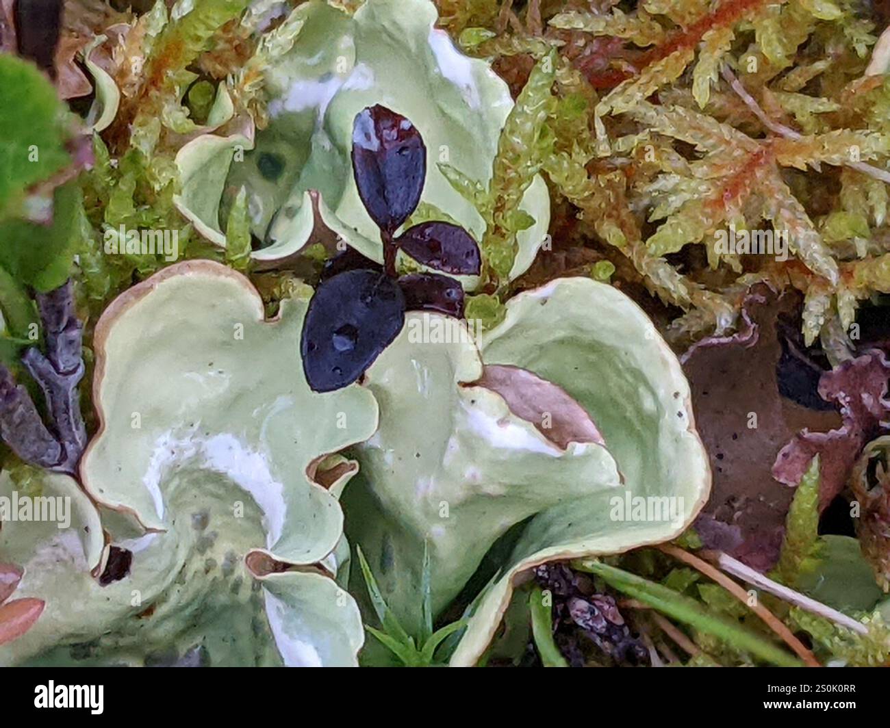 Arctic Kidney Lichen (Nephroma arcticum Stock Photo - Alamy