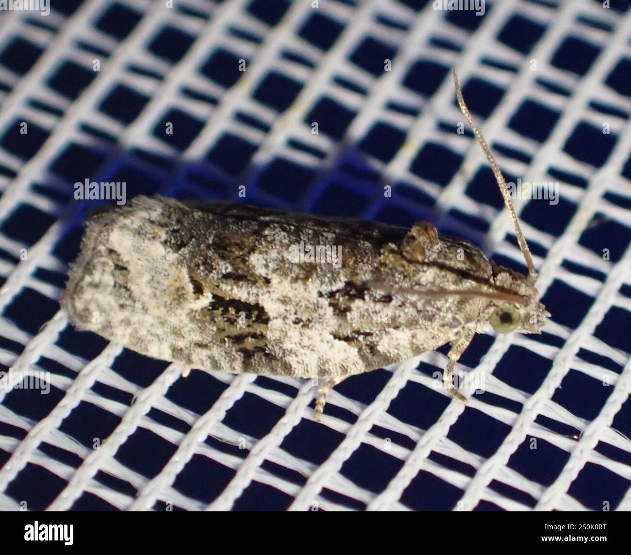 Willow Marble (Apotomis lineana Stock Photo - Alamy