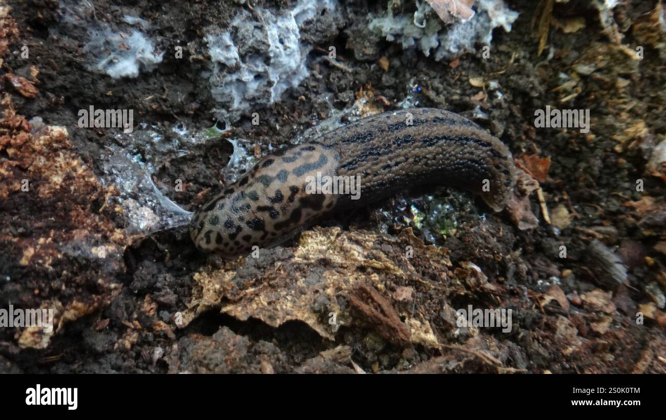 Leopard Slug (Limax maximus Stock Photo - Alamy