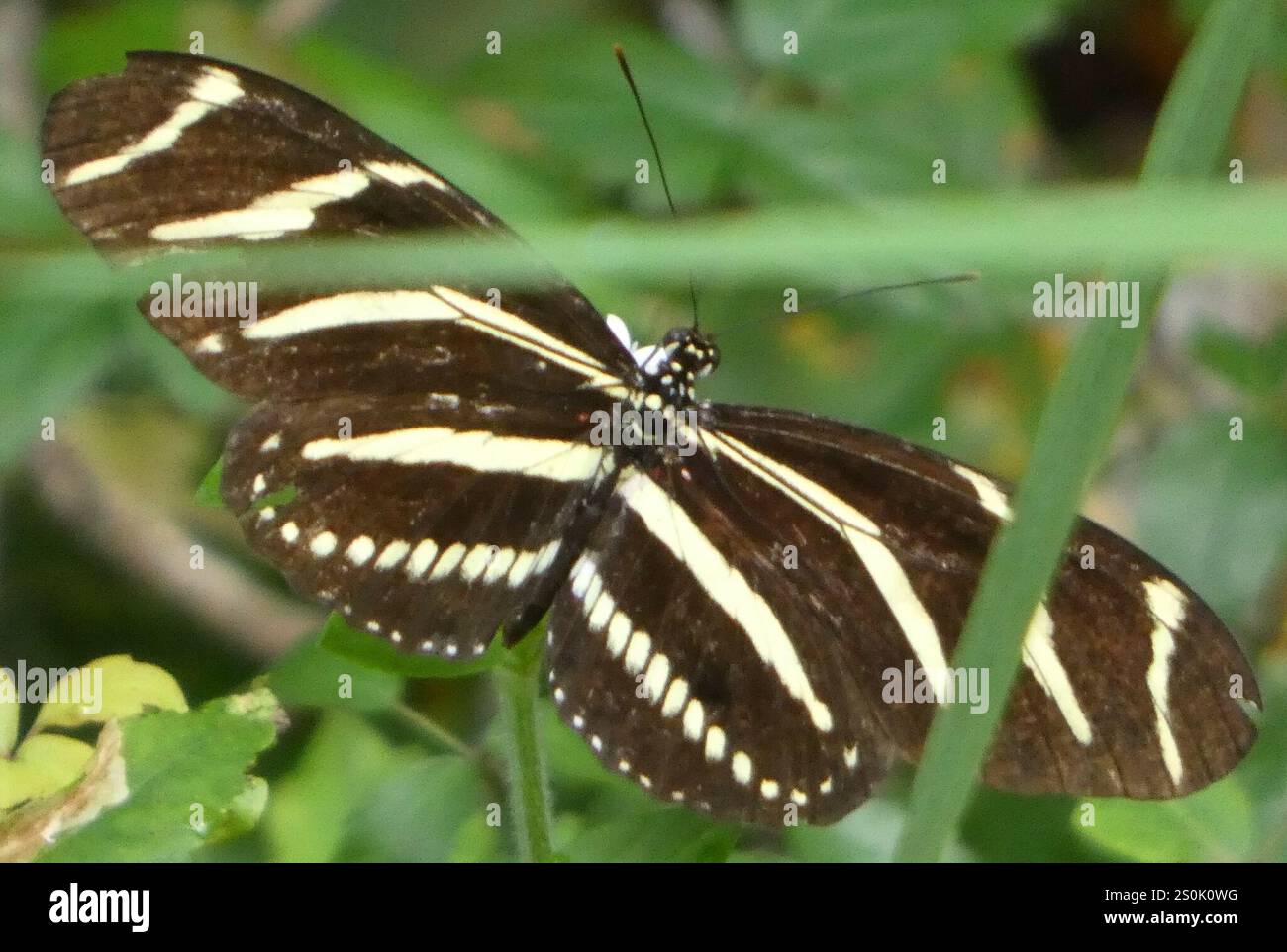Zebra Longwing (Heliconius charithonia Stock Photo - Alamy