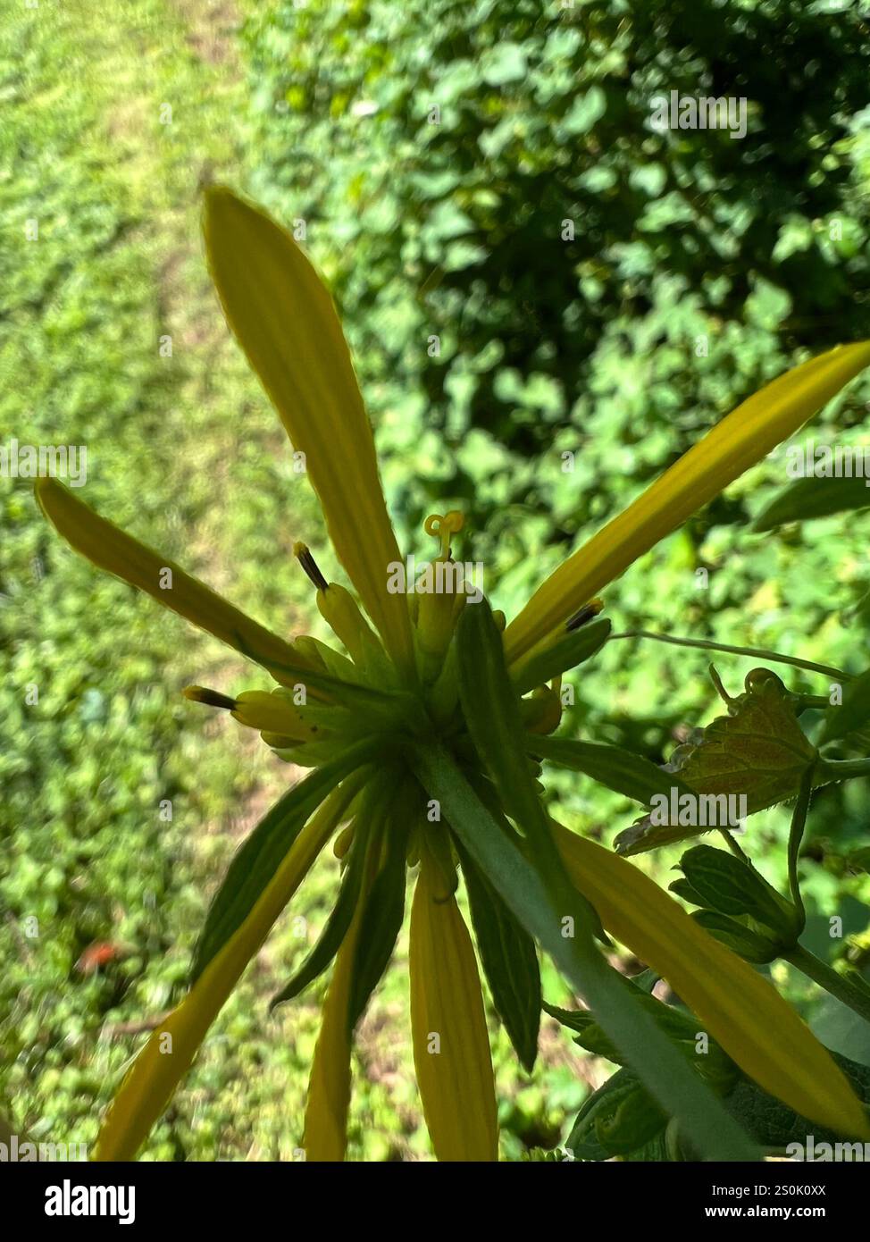 Wingstem (Verbesina alternifolia Stock Photo - Alamy
