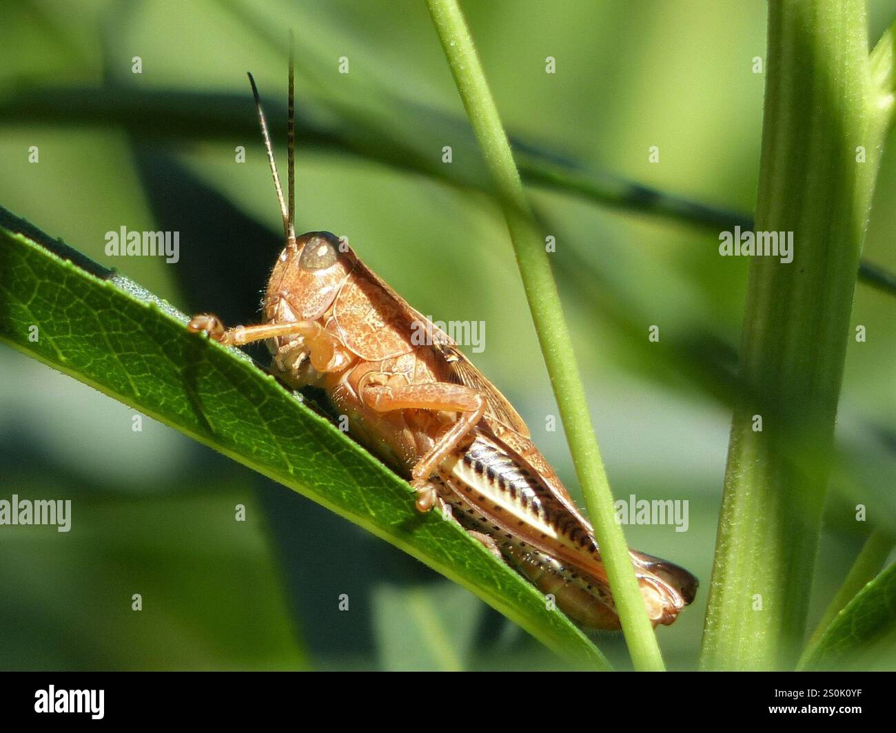 North American Spur-throated Grasshoppers (Melanoplus Stock Photo - Alamy