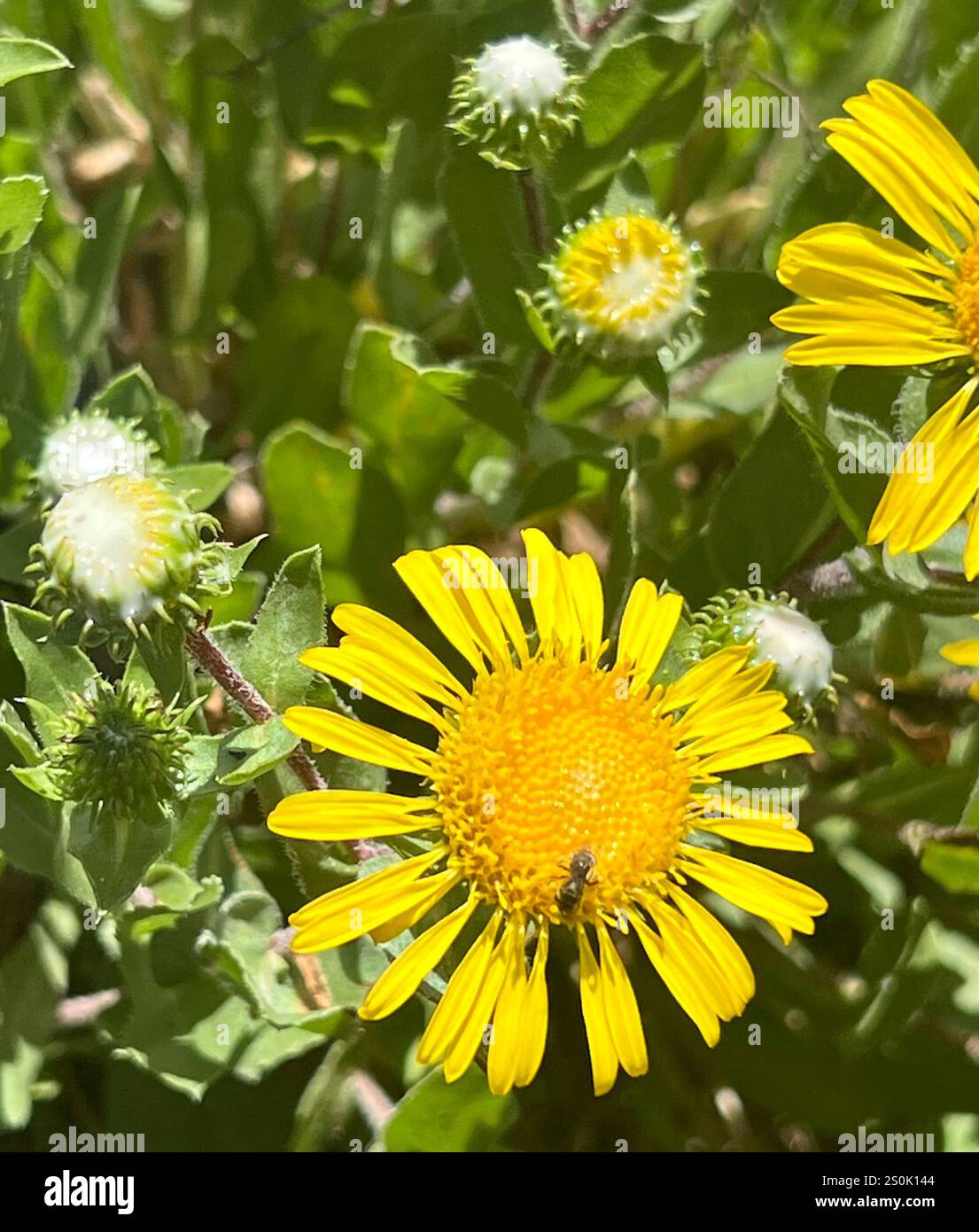 Hairy Gumweed (Grindelia hirsutula Stock Photo - Alamy