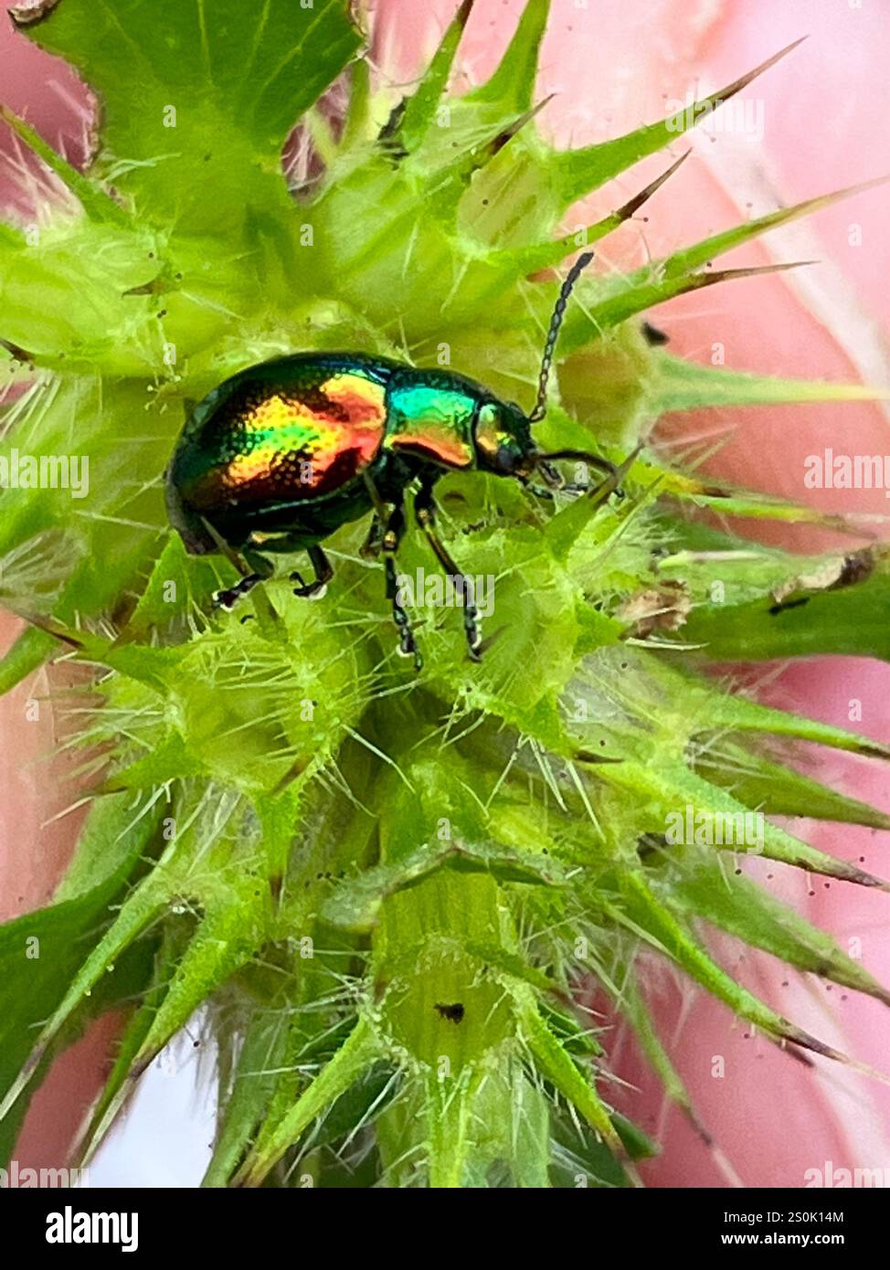 Dead-nettle Leaf Beetle (Fasta fastuosa Stock Photo - Alamy
